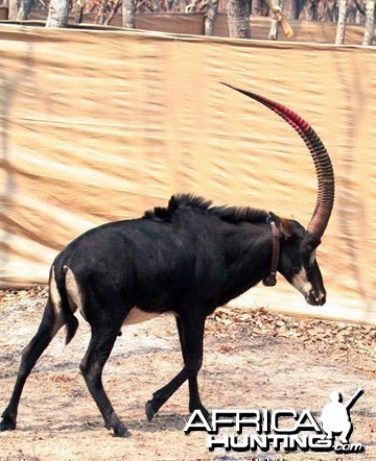 Giant Sable Restoration in Angola | Sports Afield