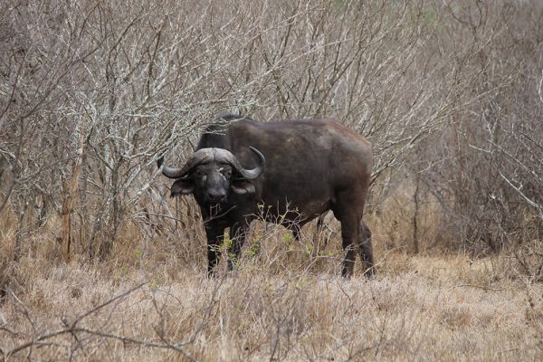 Cape Buffalo Targets | Sports Afield