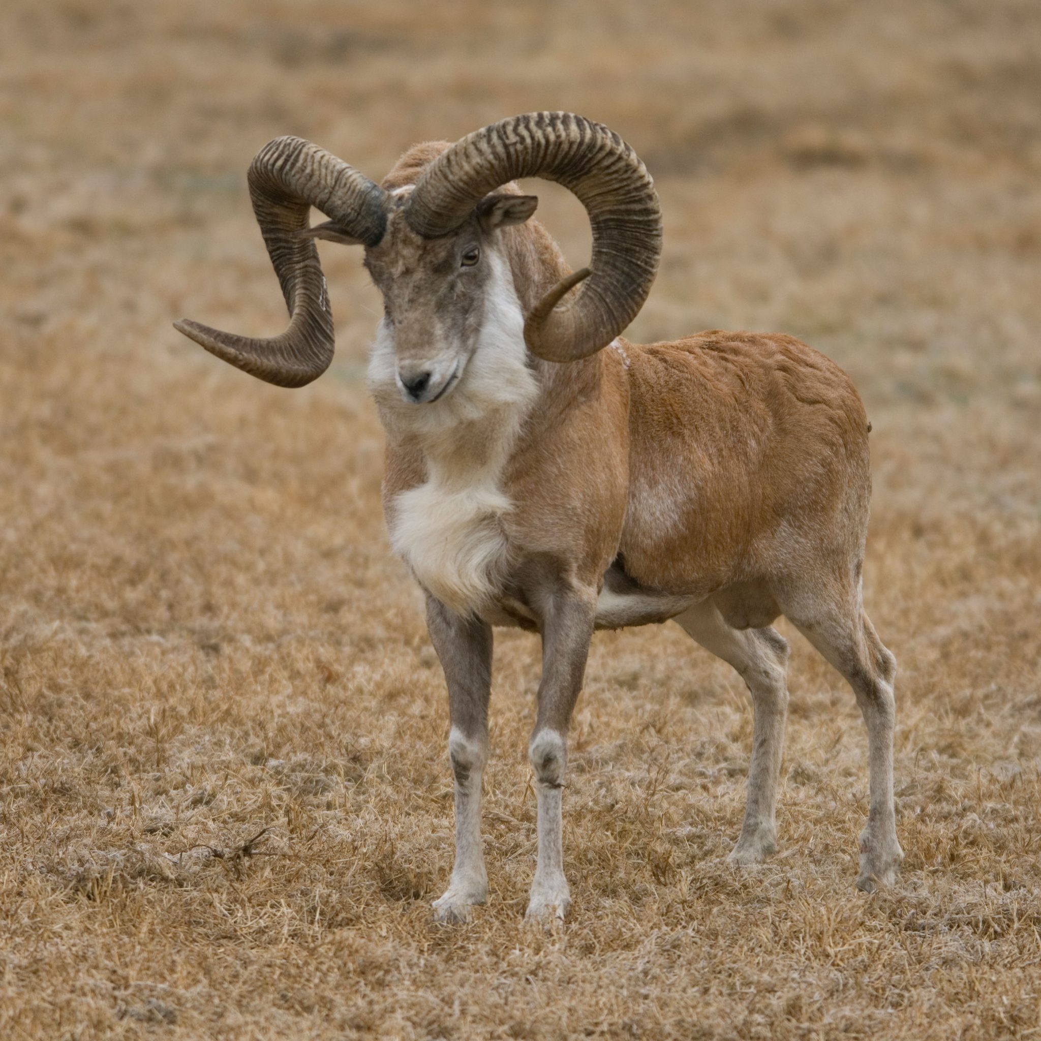 The Wild Sheep of Asia | Sports Afield