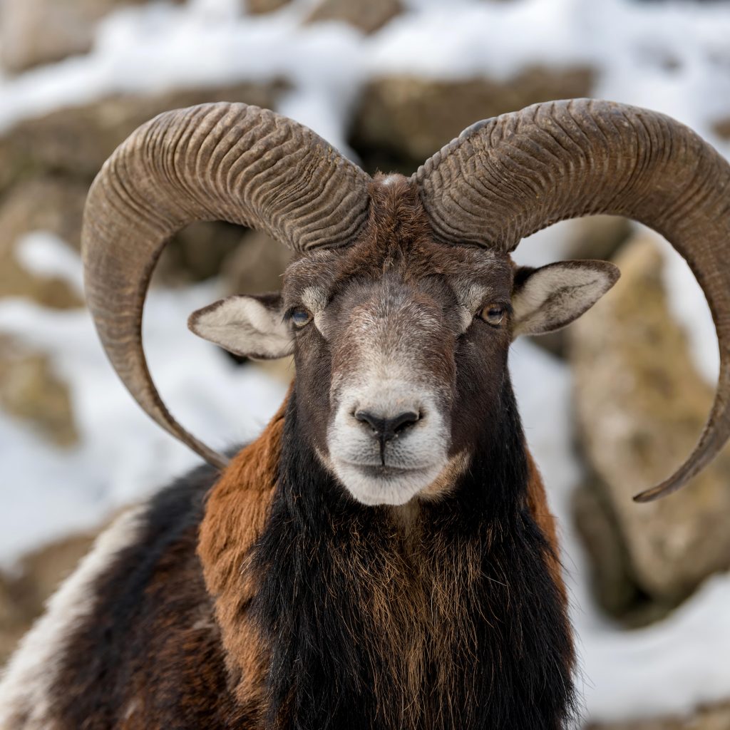 The Wild Sheep of Asia | Sports Afield