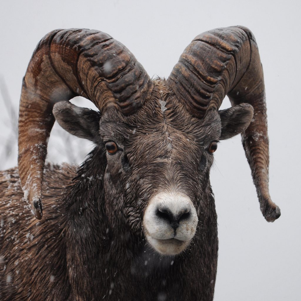 The Wild Sheep of Asia | Sports Afield