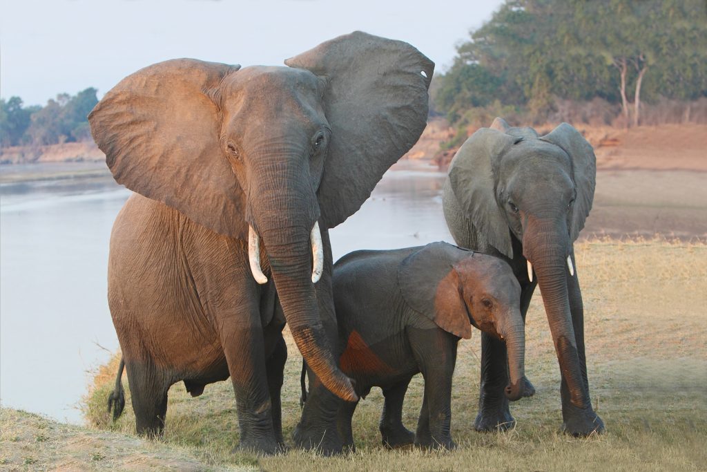 Animal Nature | Sports Afield