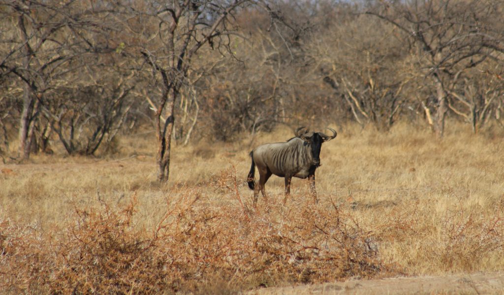 Hunting in Africa | Boddington's Adventures