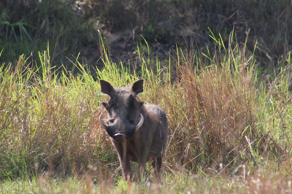 Big Warthogs | Sports Afield