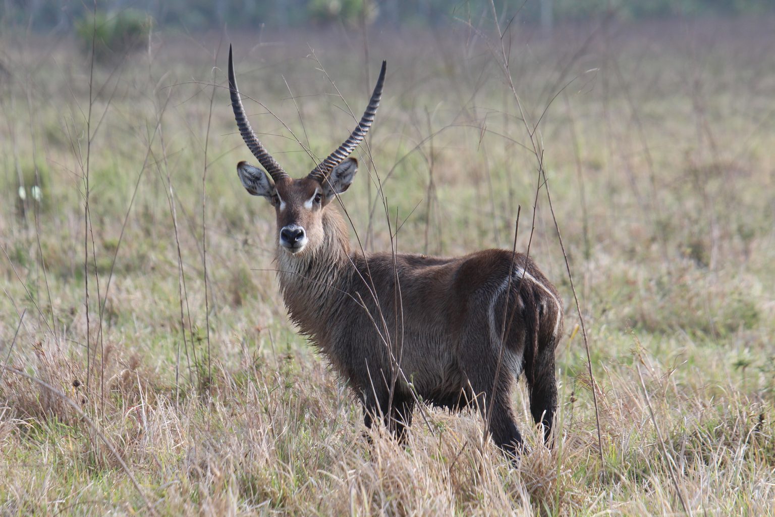 Hunting the Waterbuck | Sports Afield