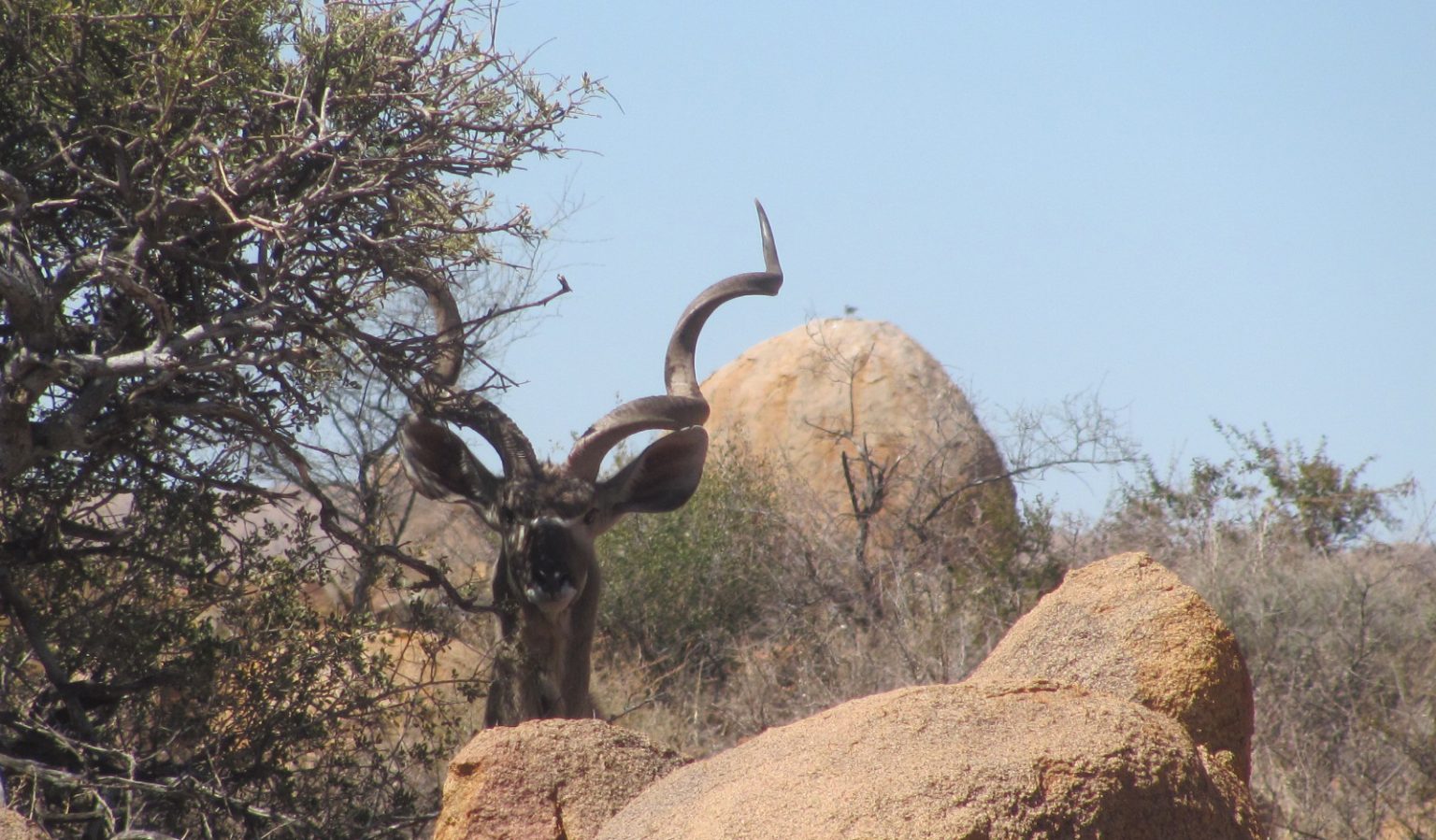 Best Places to Hunt Kudu | Sports Afield