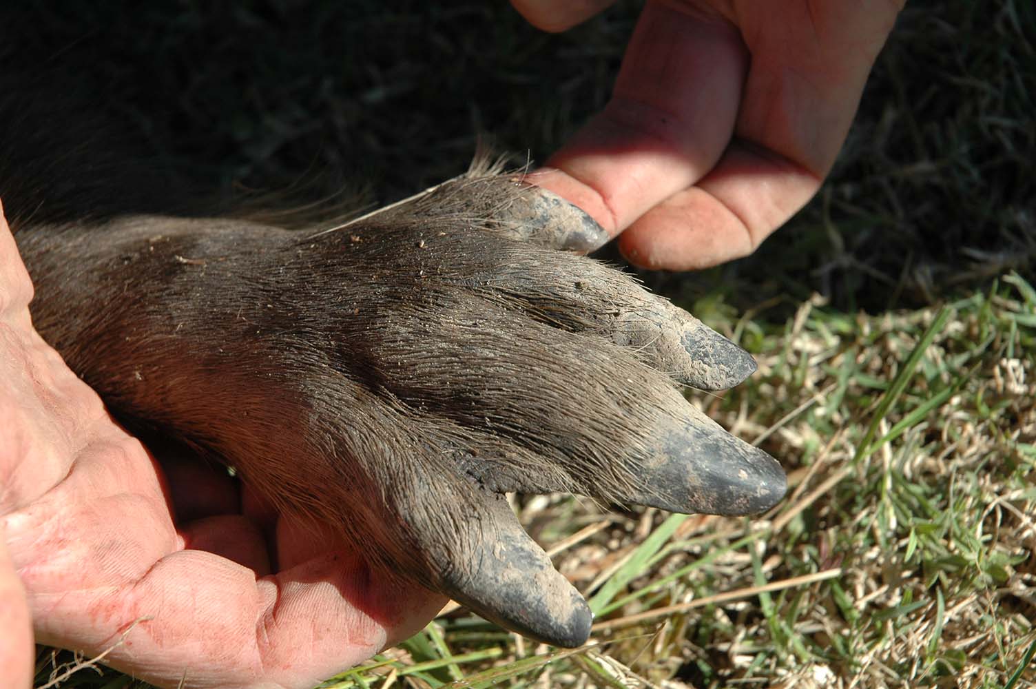 Giant Rats | Sports Afield