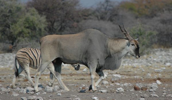 The Not-so-Common Eland | Sports Afield
