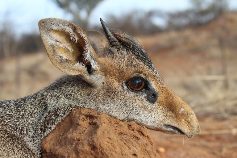 What's a Dik-dik? | Sports Afield