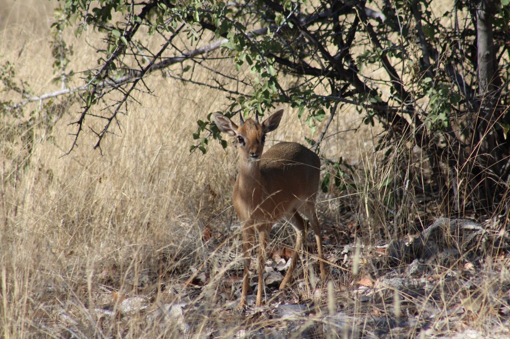 What's a Dik-dik? | Sports Afield